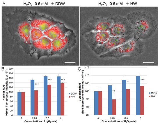 Hydrogen Nano-Bubble Water Suppresses ROS Generation, Adipogenesis, and ...