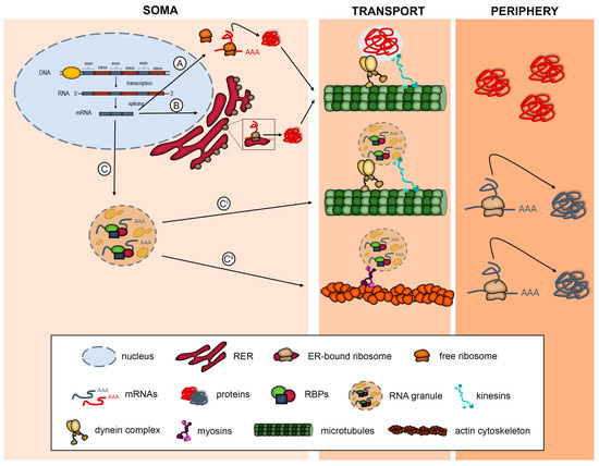 RNA Localization and Local Translation in Glia in Neurological and ...