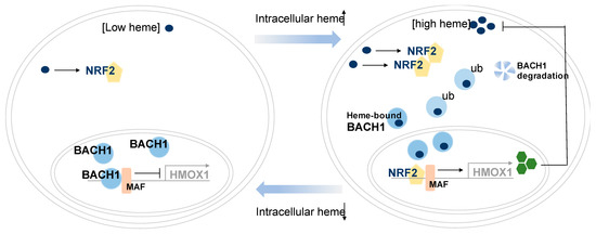 A Novel Therapeutic Target, BACH1, Regulates Cancer Metabolism
