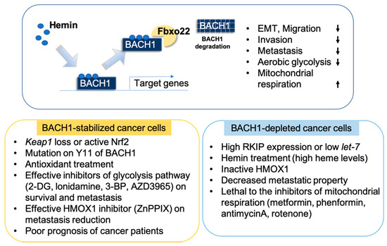 A Novel Therapeutic Target, BACH1, Regulates Cancer Metabolism