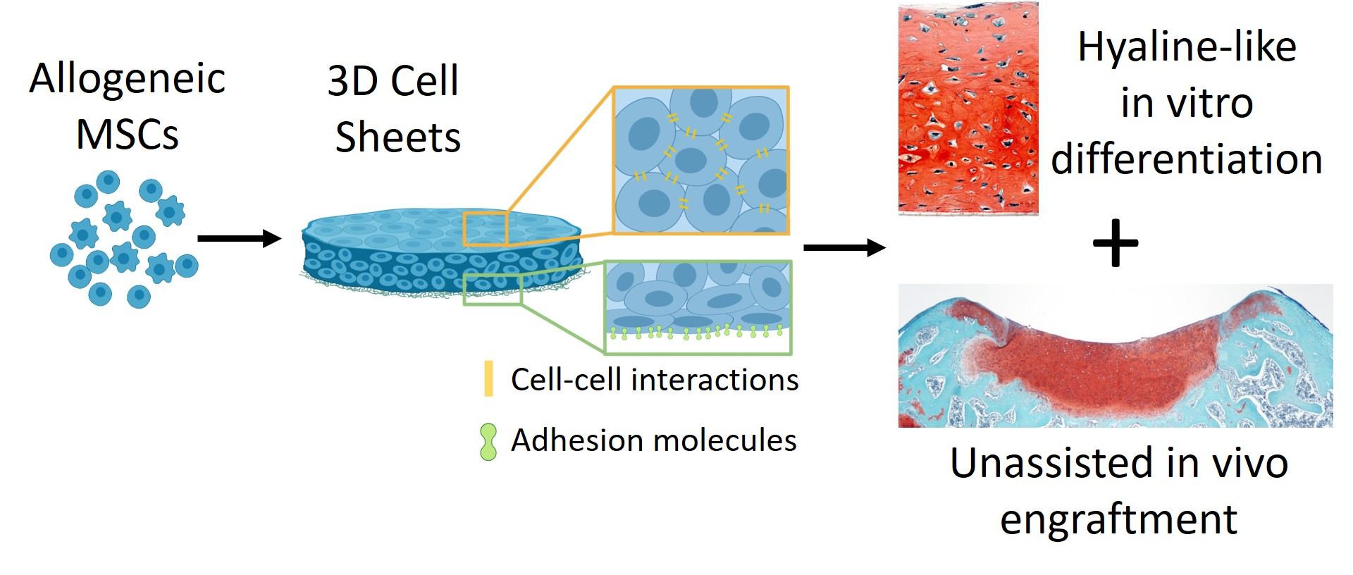 Cells | Free Full-Text | Trends in Articular Cartilage Tissue ...