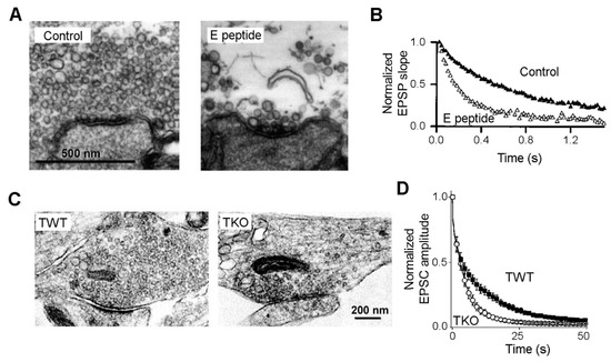 Synapsins and the Synaptic Vesicle Reserve Pool: Floats or Anchors?