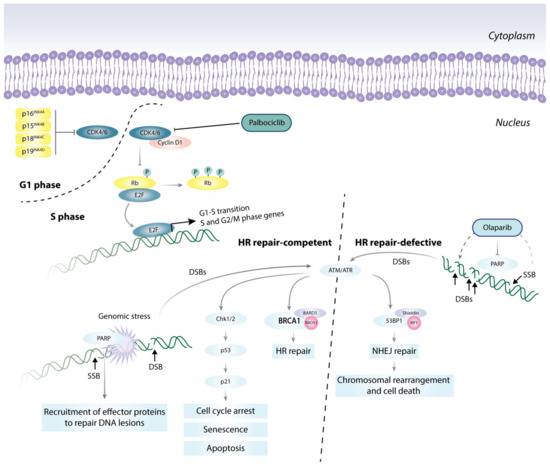 Signaling Pathways in Cancer: Therapeutic Targets, Combinatorial ...