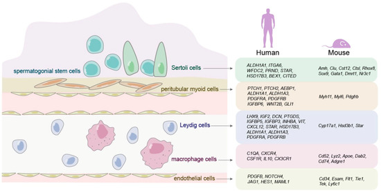 Novel Gene Regulation in Normal and Abnormal Spermatogenesis