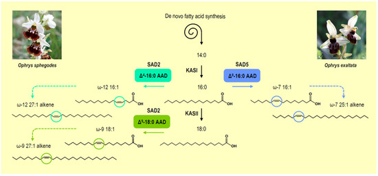 Acyl–Acyl Carrier Protein Desaturases and Plant Biotic Interactions