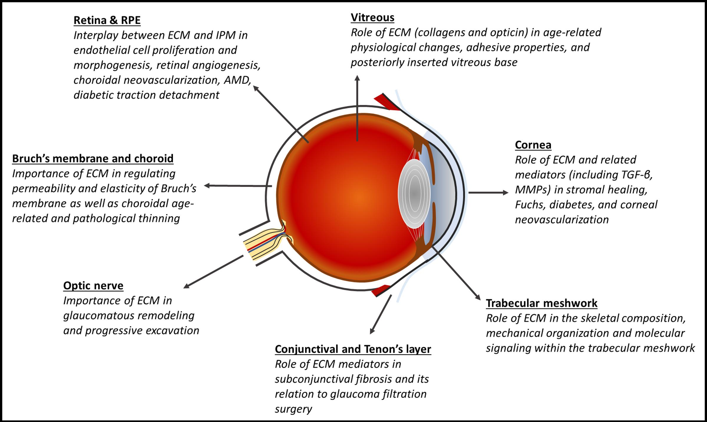 Cells | Free Full-Text | Cell–Matrix Interactions in the Eye: From ...