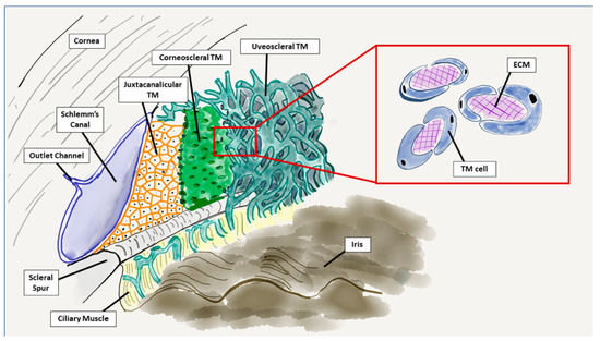 Cell–Matrix Interactions in the Eye: From Cornea to Choroid