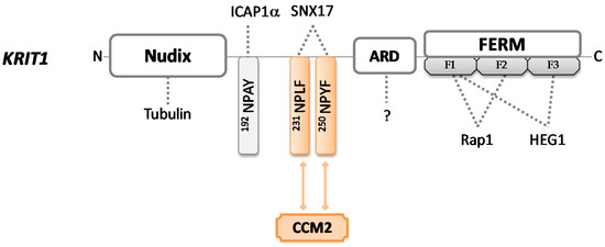 Molecular Genetic Features of Cerebral Cavernous Malformations (CCM ...