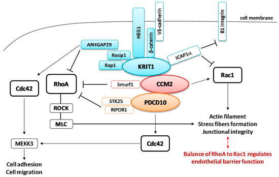 Molecular Genetic Features of Cerebral Cavernous Malformations (CCM ...