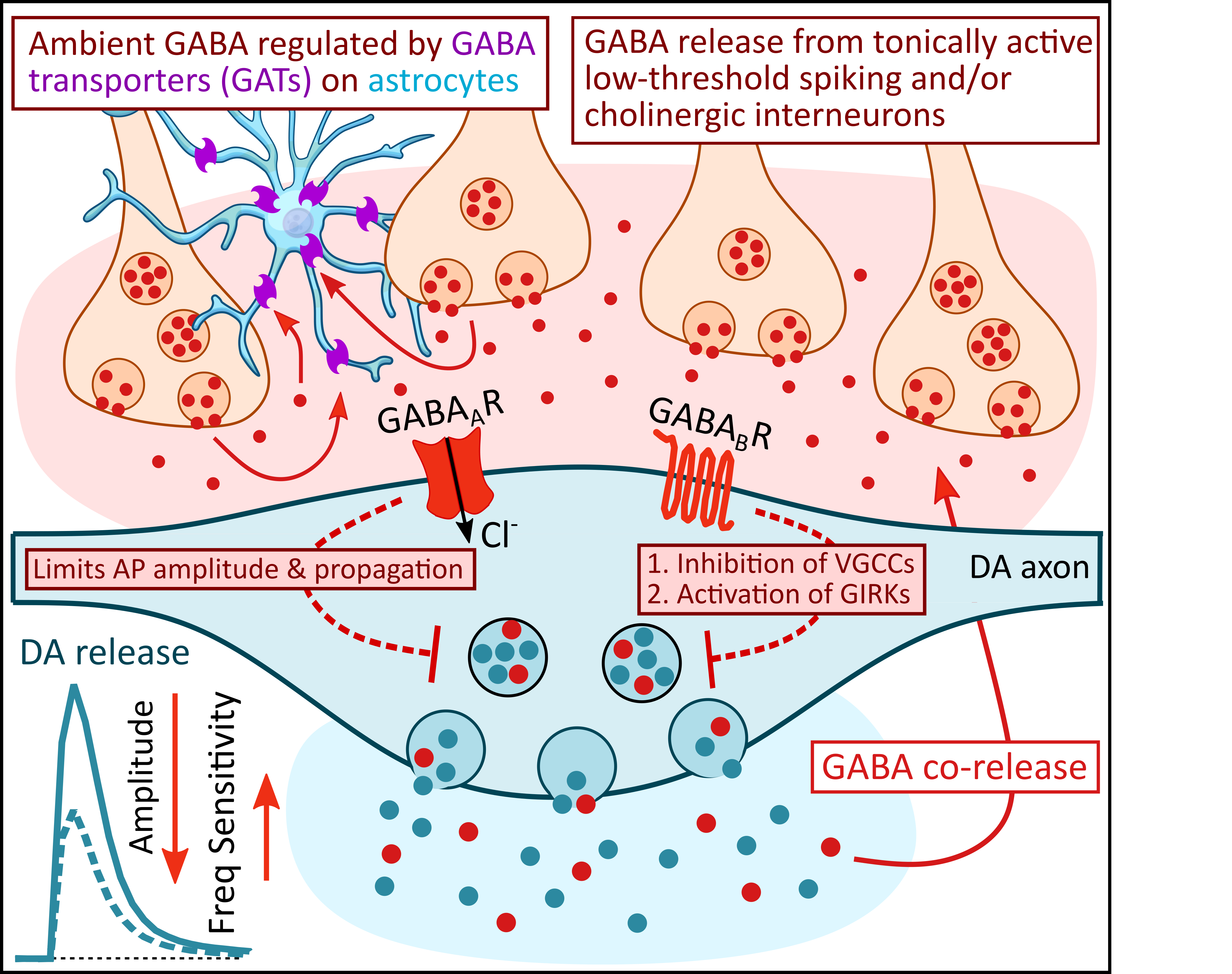 Cells | Free Full-Text | Axonal Modulation of Striatal Dopamine Release by Local γ-Aminobutyric ...