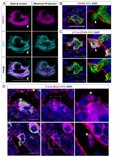 CXCL12-Abundant Reticular (CAR) Cells Direct Megakaryocyte Protrusions ...