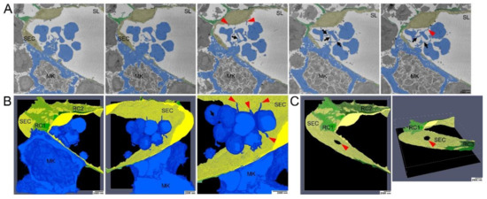 CXCL12-Abundant Reticular (CAR) Cells Direct Megakaryocyte Protrusions ...