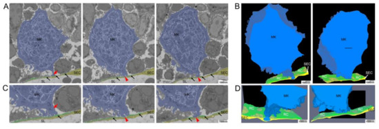 CXCL12-Abundant Reticular (CAR) Cells Direct Megakaryocyte Protrusions ...
