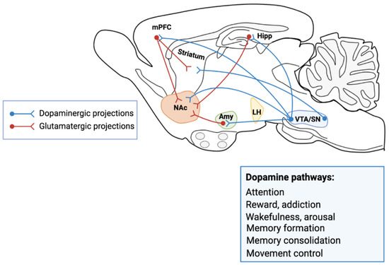 Cells | Free Full-Text | Dopamine: The Neuromodulator of Long-Term Synaptic Plasticity, Reward ...