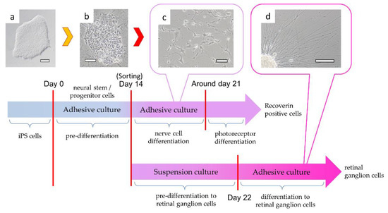 Cells | Free Full-Text | Novel Technique for Retinal Nerve Cell ...
