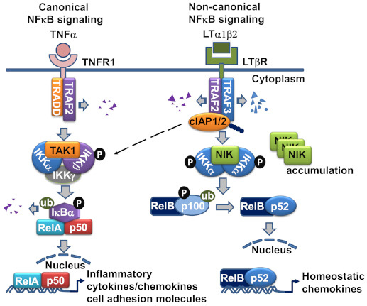 LTβR Signaling Controls Lymphatic Migration of Immune Cells