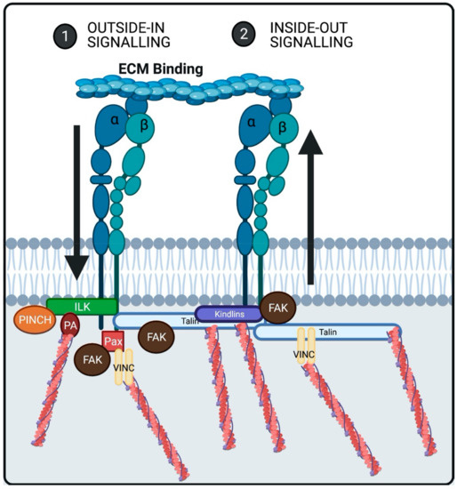 Cardiac Fibrosis: Key Role of Integrins in Cardiac Homeostasis and ...