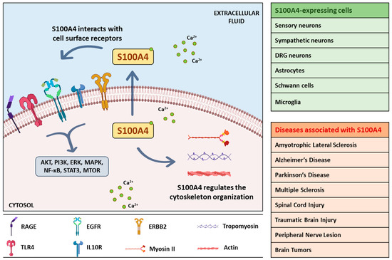 S100A4 in the Physiology and Pathology of the Central and Peripheral ...