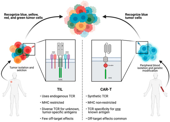 Cells Free Full Text Adoptive T Cell Therapy For Solid Tumors