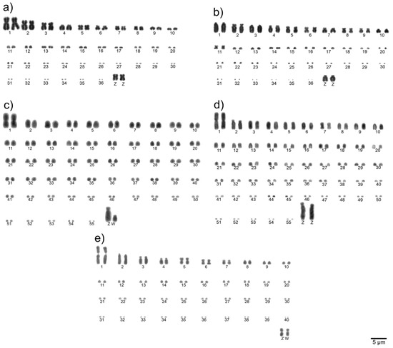 Interspecies Chromosome Mapping in Caprimulgiformes, Piciformes ...