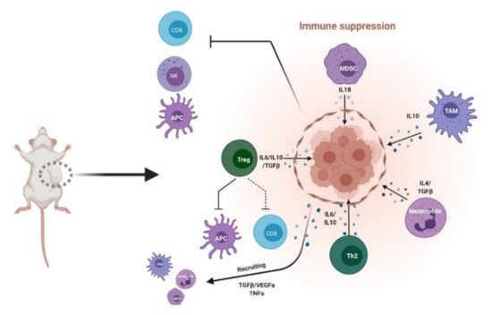 Tissues and Tumor Microenvironment (TME) in 3D: Models to Shed Light on Immunosuppression in Cancer