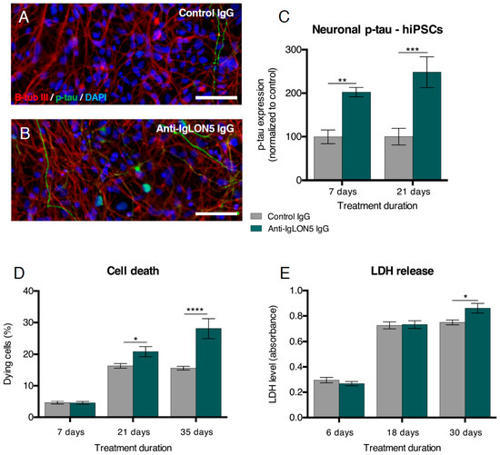 Neurodegeneration Induced by Anti-IgLON5 Antibodies Studied in Induced ...