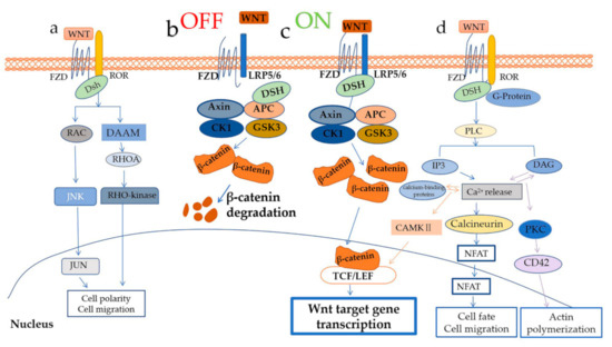 Potential Roles of the WNT Signaling Pathway in Amyotrophic Lateral ...