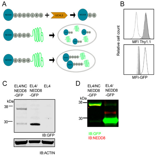 Direct Conjugation of NEDD8 to the N-Terminus of a Model Protein Can ...