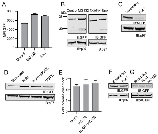 Direct Conjugation of NEDD8 to the N-Terminus of a Model Protein Can ...