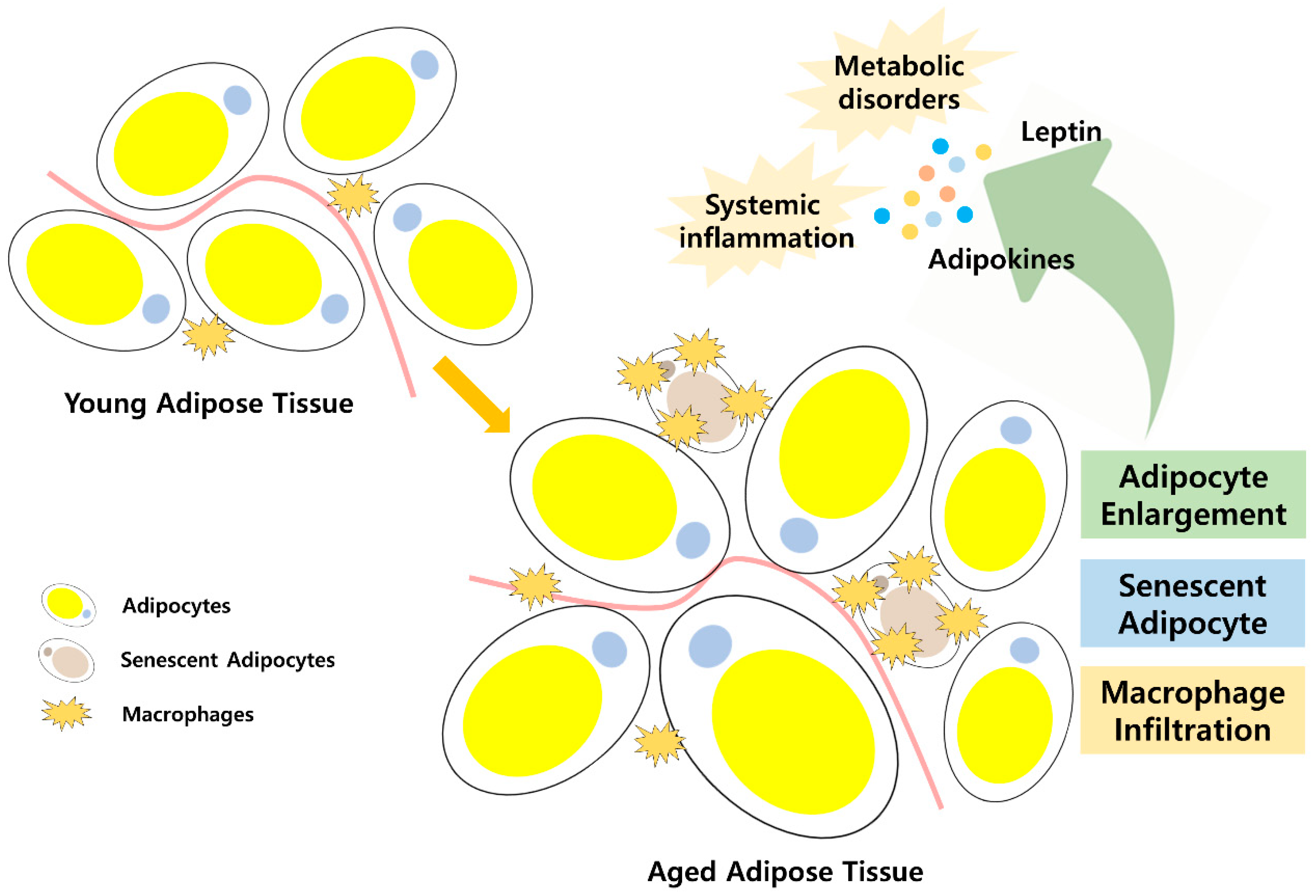 Advances in Understanding of the Role of Lipid Metabolism in Aging