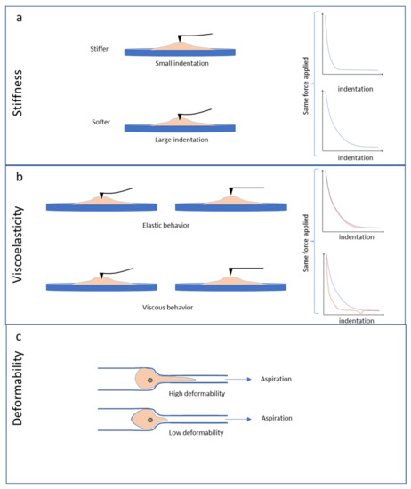 Biomechanical Properties of Cancer Cells