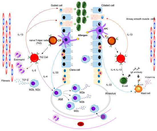The Role of Macrophages in the Development of Acute and Chronic Inflammatory Lung Diseases