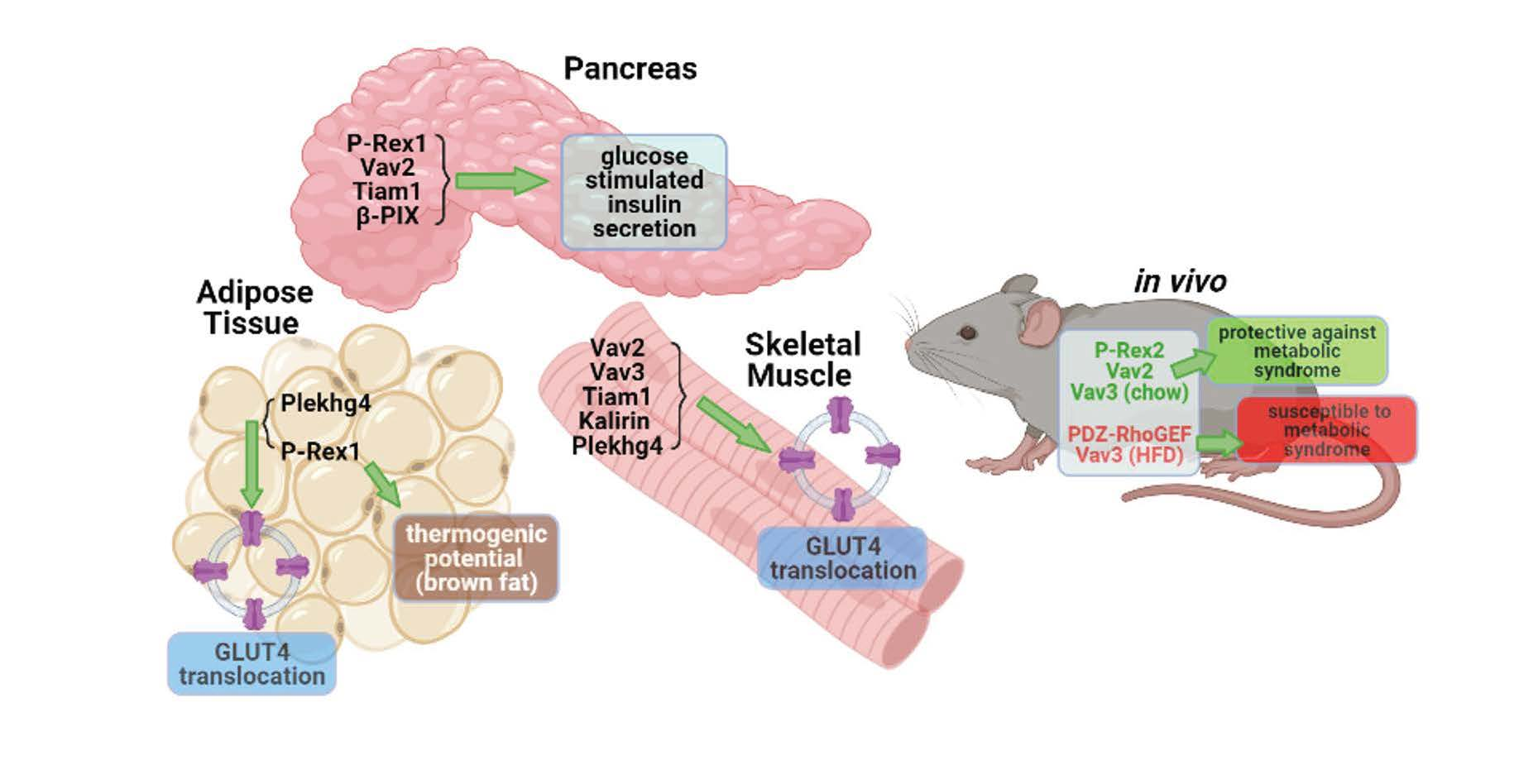 Cells | Free Full-Text | Rho Family GTPases and Rho GEFs in Glucose ...