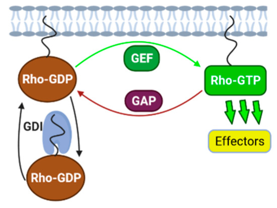 Rho Family GTPases and Rho GEFs in Glucose Homeostasis