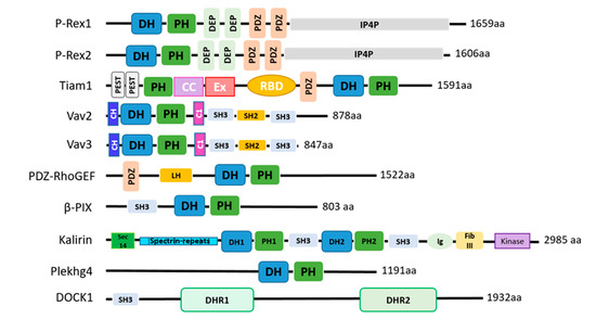 Rho Family GTPases and Rho GEFs in Glucose Homeostasis