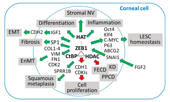Expression and Function of ZEB1 in the Cornea