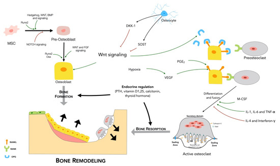 The Potential of FGF-2 in Craniofacial Bone Tissue Engineering: A Review
