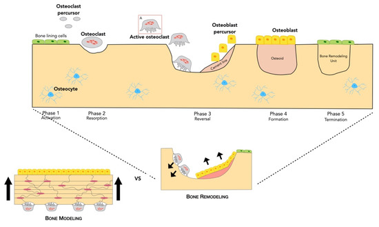 The Potential of FGF-2 in Craniofacial Bone Tissue Engineering: A Review