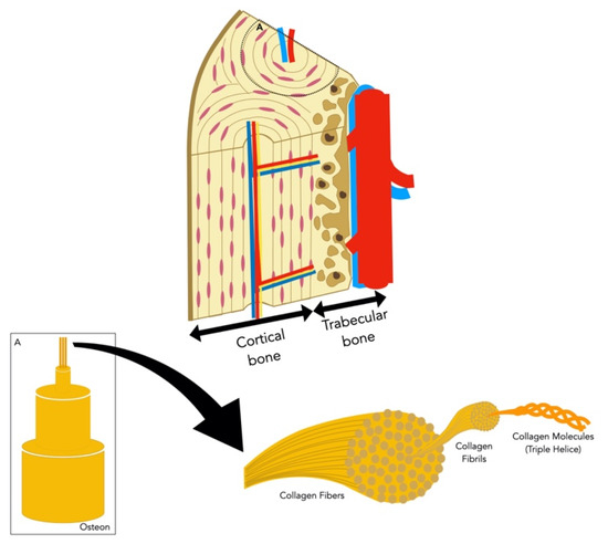 The Potential of FGF-2 in Craniofacial Bone Tissue Engineering: A Review