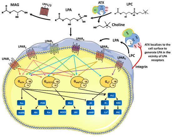 The Expression Regulation and Biological Function of Autotaxin