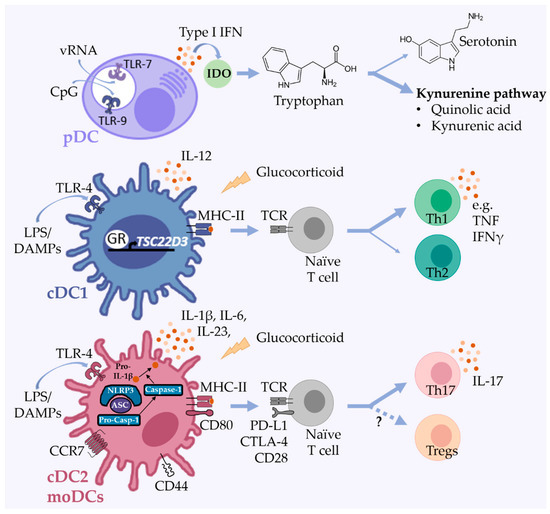 Cells Free Full Text Dendritic Cells Neglected Modulators Of