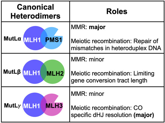 Coordinated and Independent Roles for MLH Subunits in DNA Repair