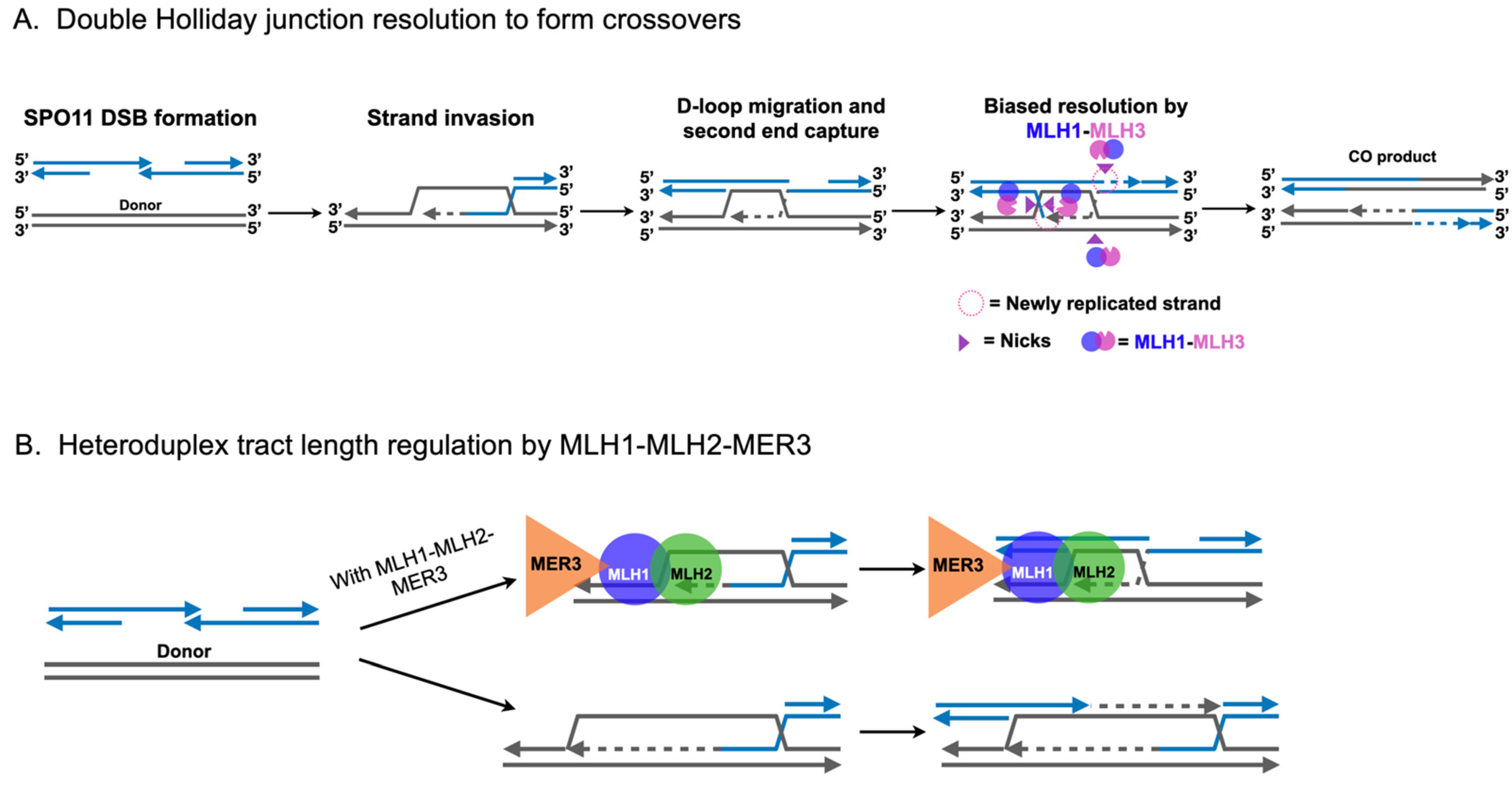 Cells Free Full Text Coordinated And Independent Roles For Mlh