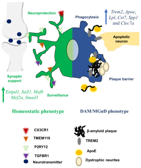 Microglial Function and Regulation during Development, Homeostasis and ...