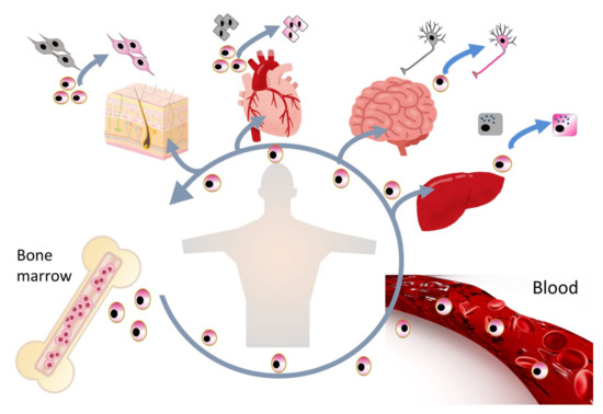 Non-Tumorigenic Pluripotent Reparative Muse Cells Provide a New ...