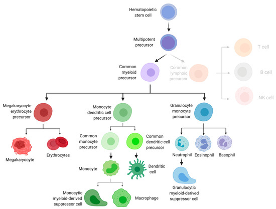 Myelopoiesis during Solid Cancers and Strategies for Immunotherapy