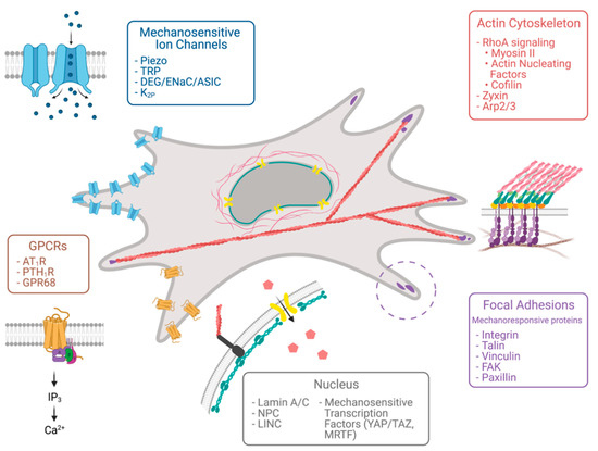 Mechanosensitive Regulation of Fibrosis