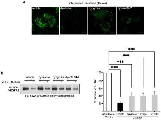 Chemical Inhibitors of Dynamin Exert Differential Effects in VEGF Signaling