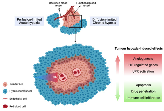 Tumour Hypoxia-Mediated Immunosuppression: Mechanisms and Therapeutic ...