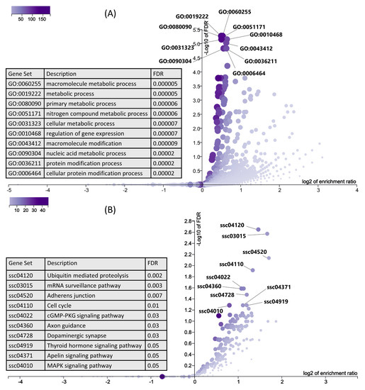 Prenatal Skeletal Muscle Transcriptome Analysis Reveals Novel MicroRNA ...